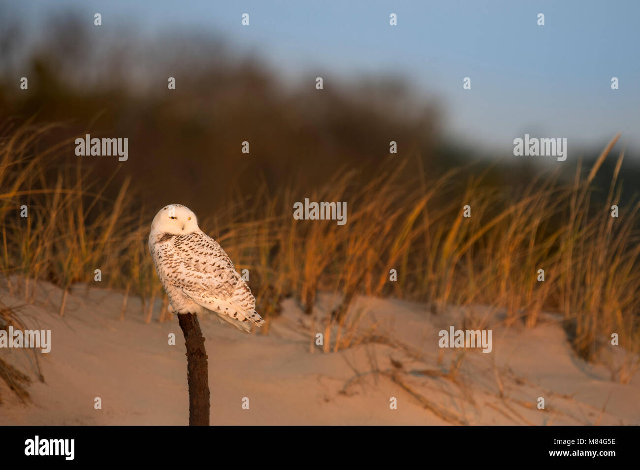 A Snowy Owl perched on a pole with a sand dune behind it as the early ...