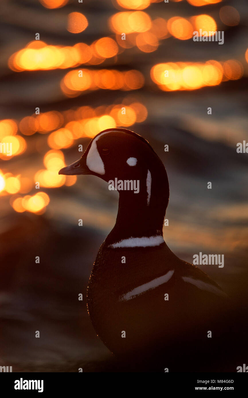 Tall duck hi-res stock photography and images - Alamy