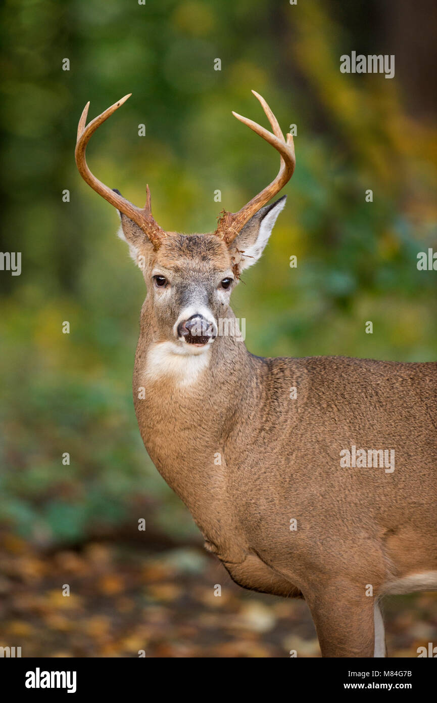 Whitetail buck hi-res stock photography and images - Alamy