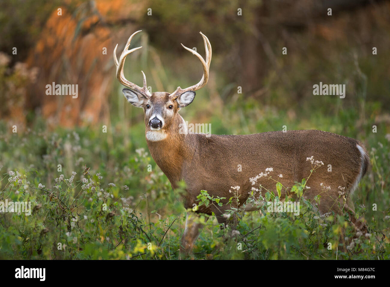 A large whitetail deer buck stands in the forst in the soft morning ...
