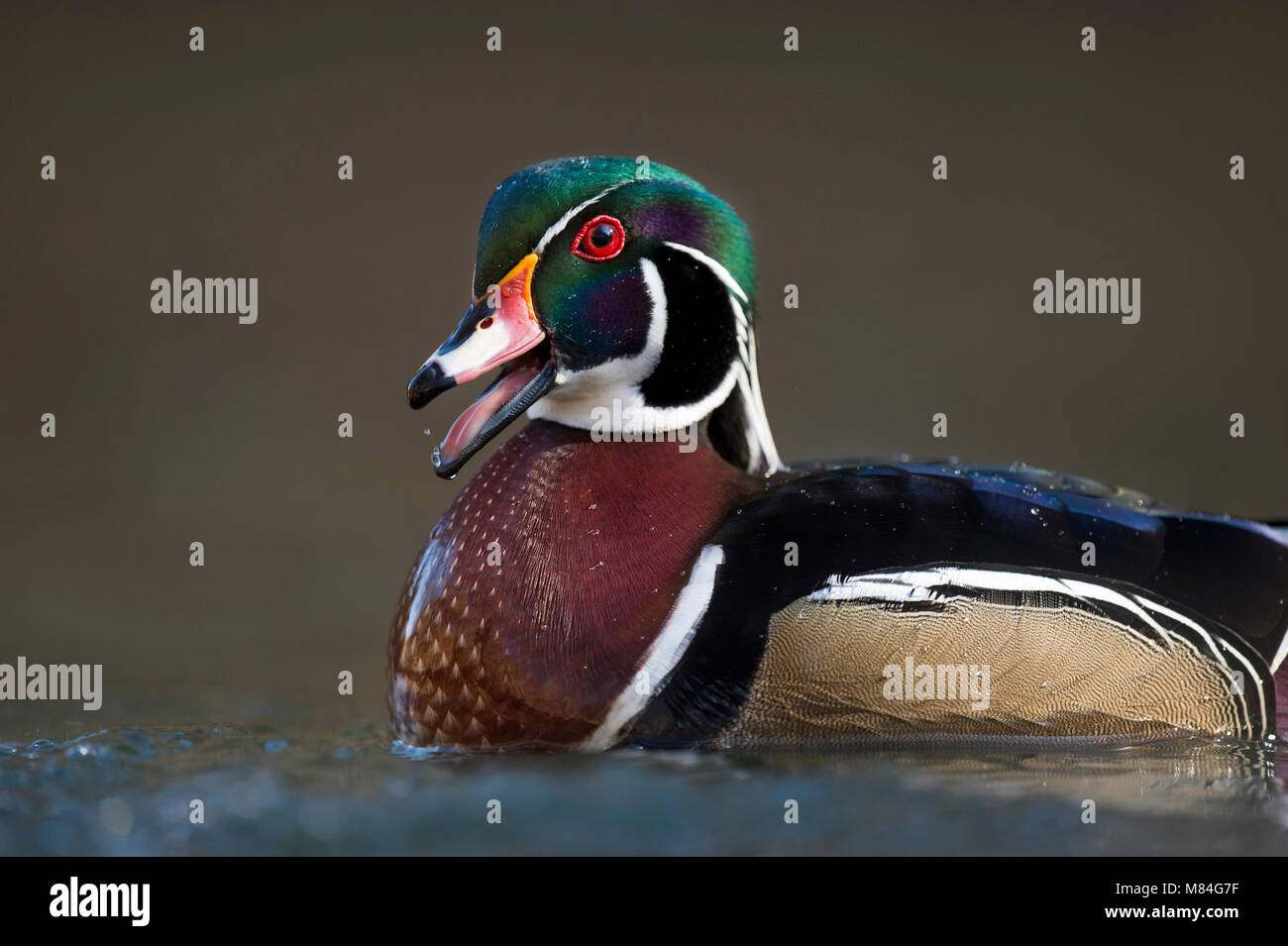 A male Wood Duck shows off its vibrant colors while calling out in a ...