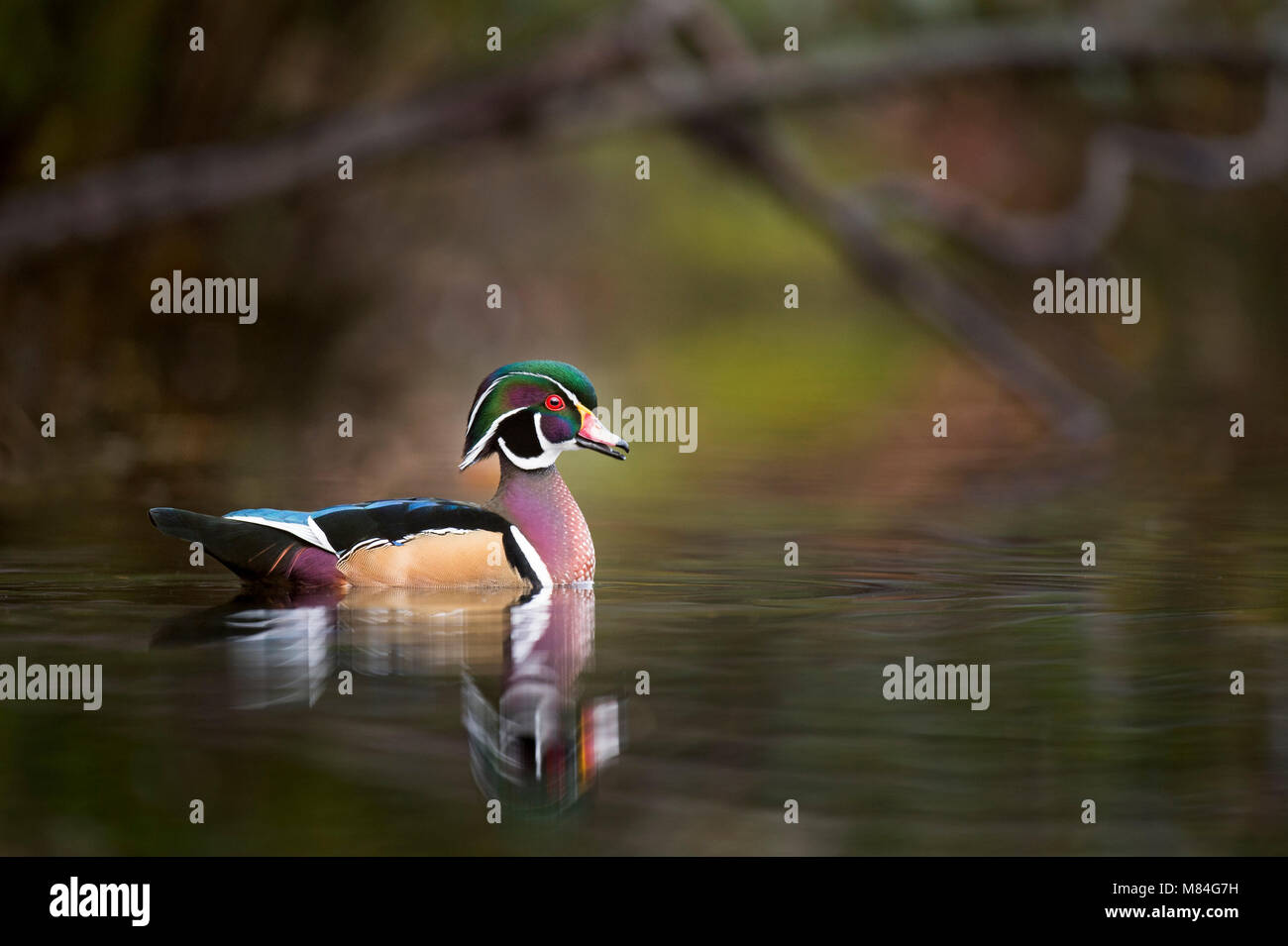 This drake Wood Duck floats on the water in soft overcast light showing ...