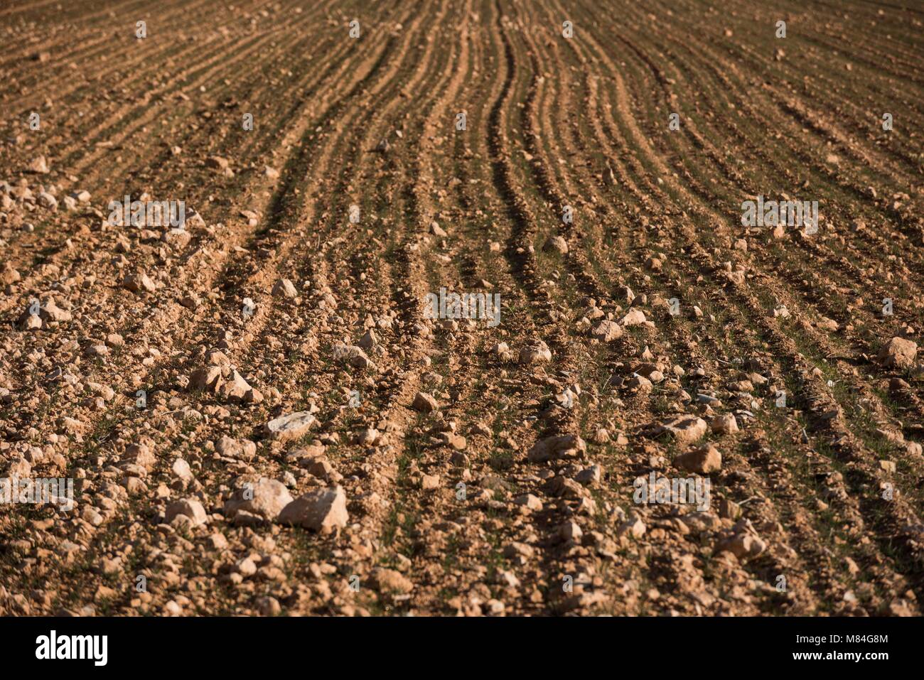 Crop field on sunny day, Villena, Alicante province, Spain, Europe ...