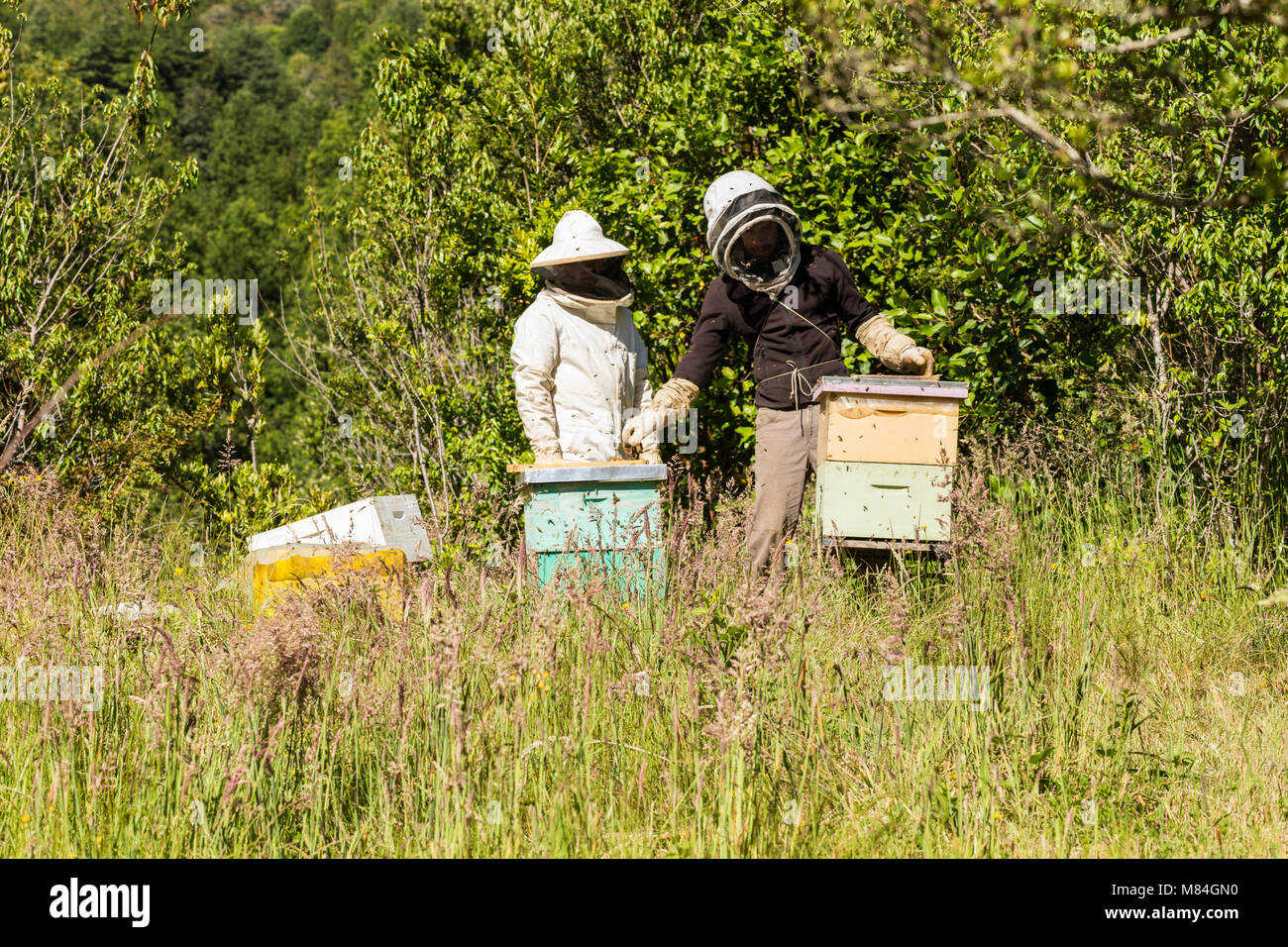 Beekepers wearing protective wearing and checking bee hives Stock Photo ...