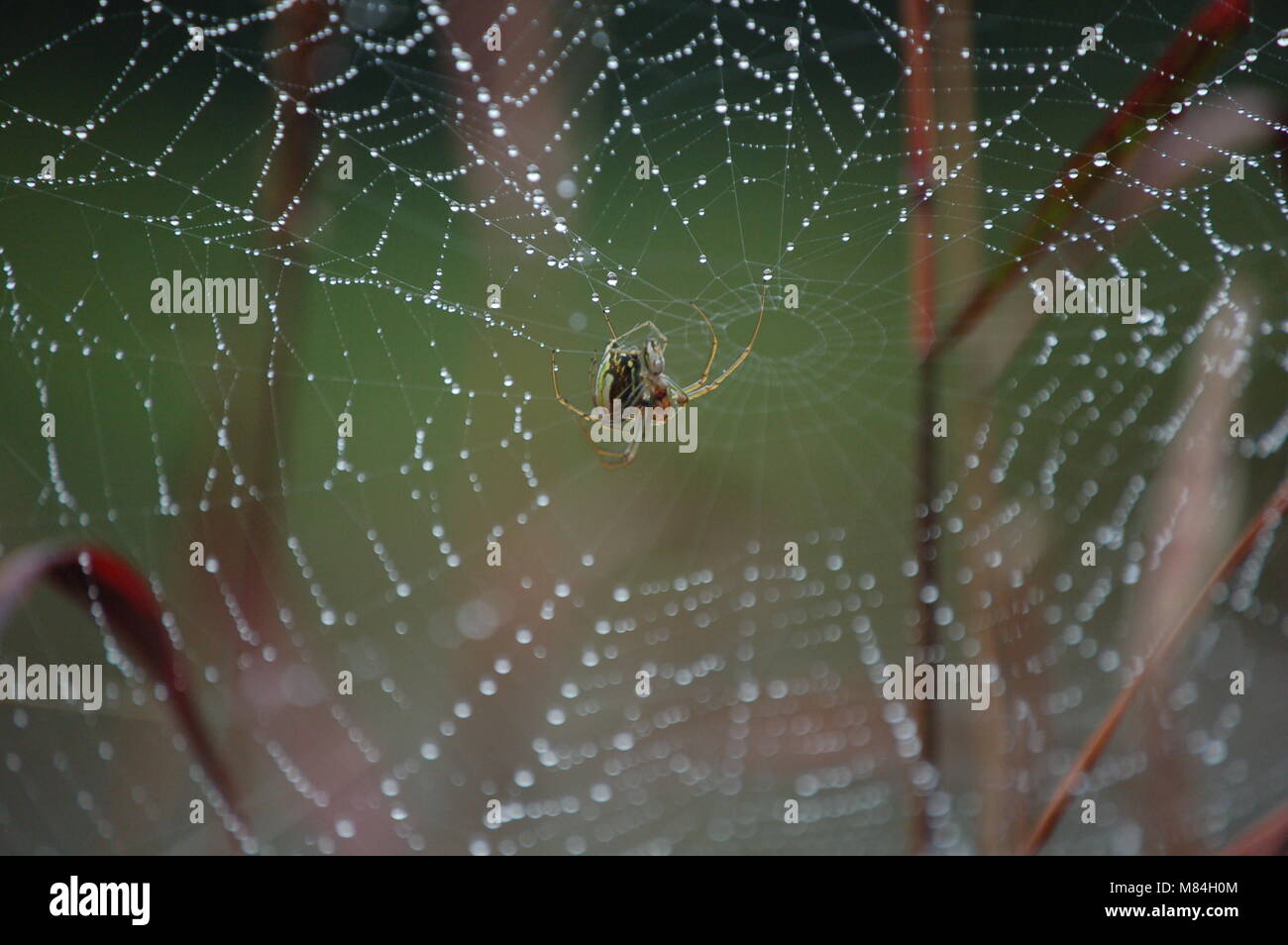 Spider-web with droplets at dawn, Limpopo, South Africa Stock Photo - Alamy