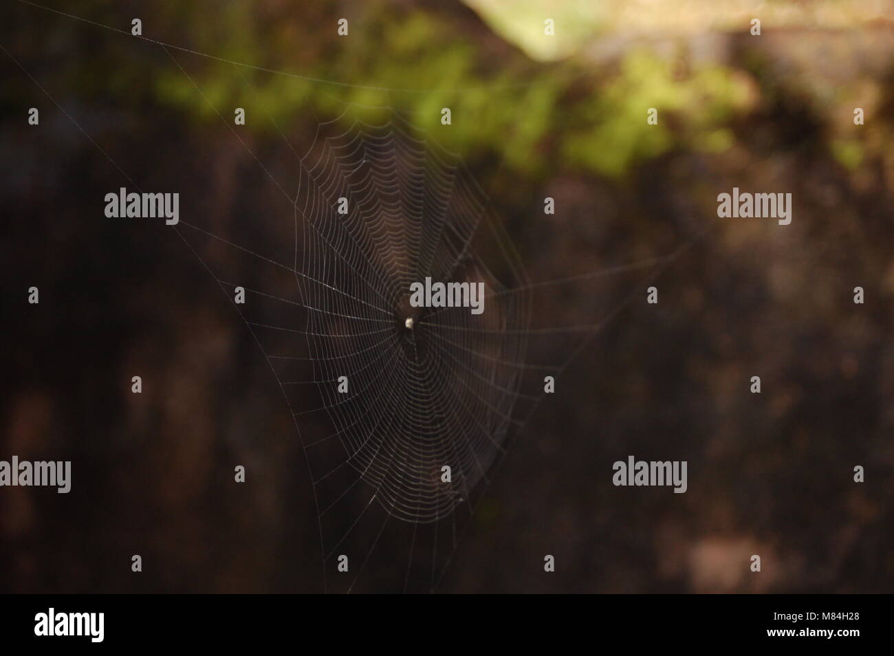 Intricate spider web Stock Photo - Alamy