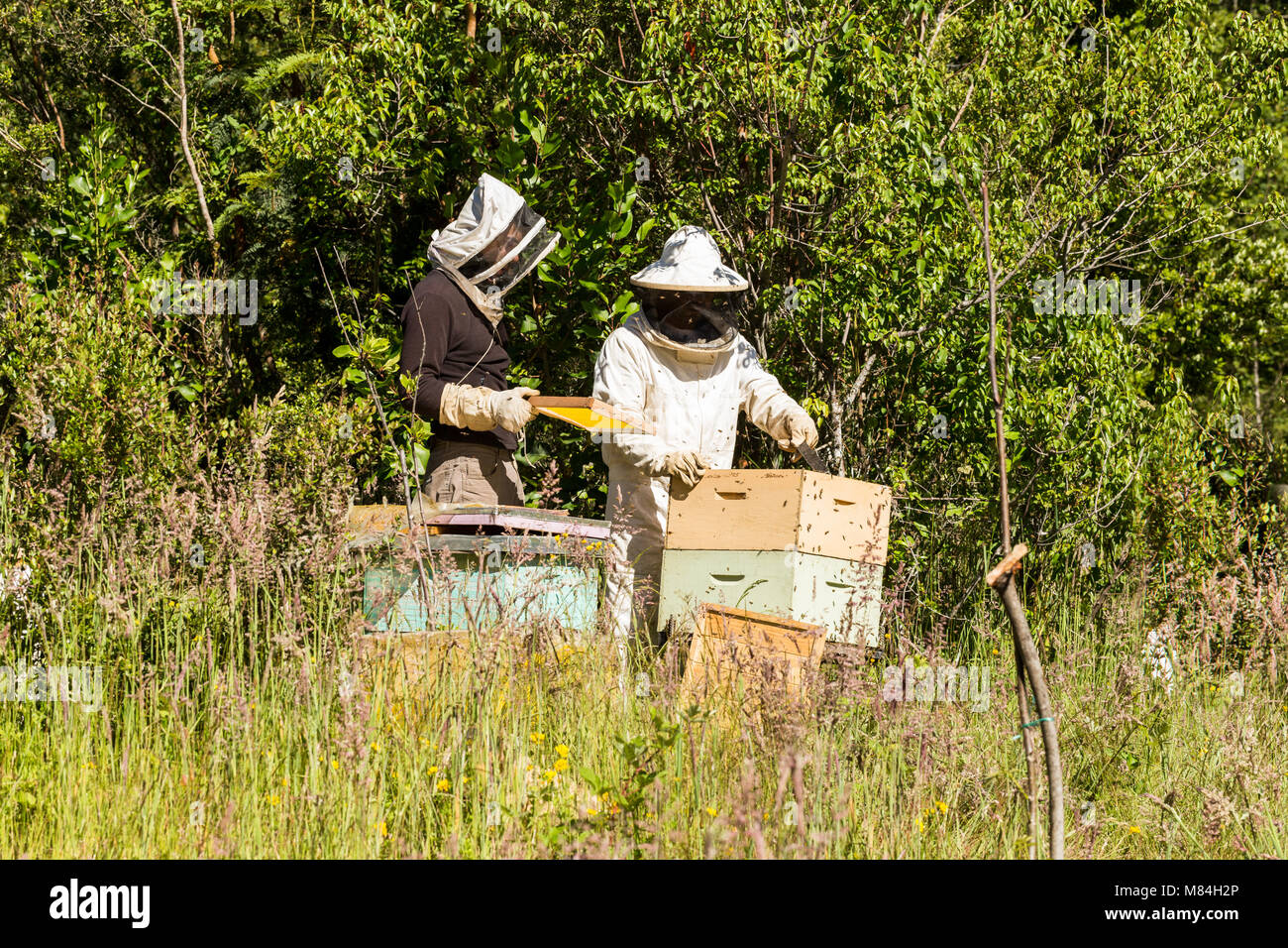 Bee keeper checking honey bees hi-res stock photography and images - Alamy