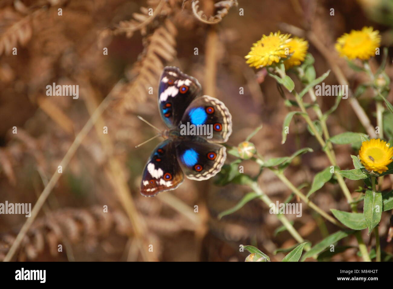 Beautiful Africa Butterflies on Branches Stock Photo - Alamy