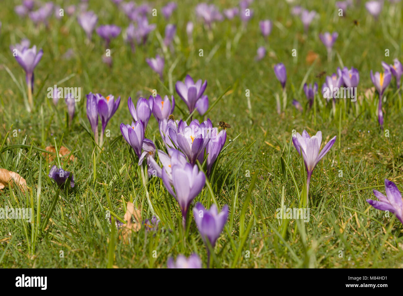 Crocuses in wales hi-res stock photography and images - Alamy