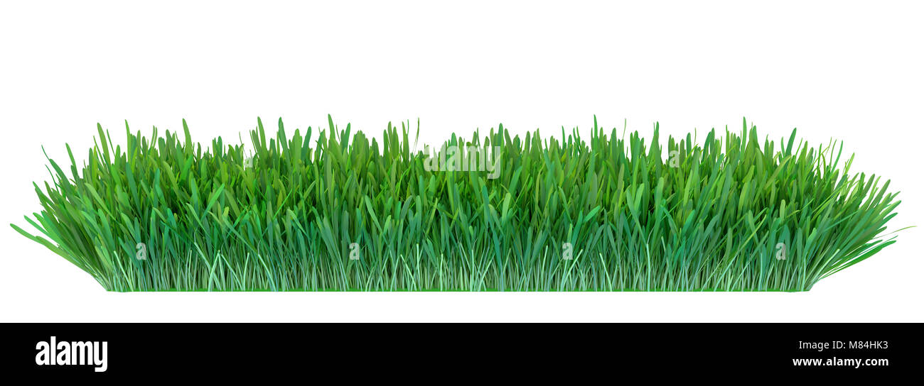 Green grass. Natural grass texture background. Meadow. Spring, summer ...
