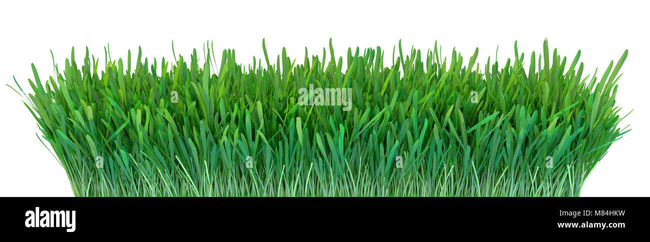 Green grass. Natural grass texture background. Meadow. Spring, summer ...