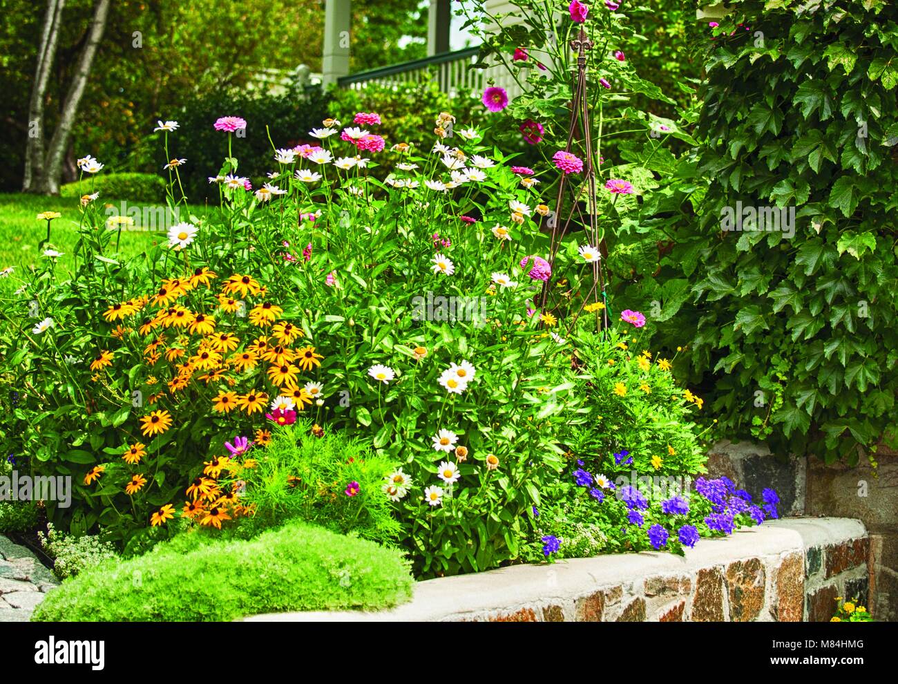 Species of plants hi-res stock photography and images - Alamy