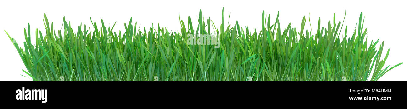 Green grass. Natural grass texture pattern background. Meadow. Spring ...