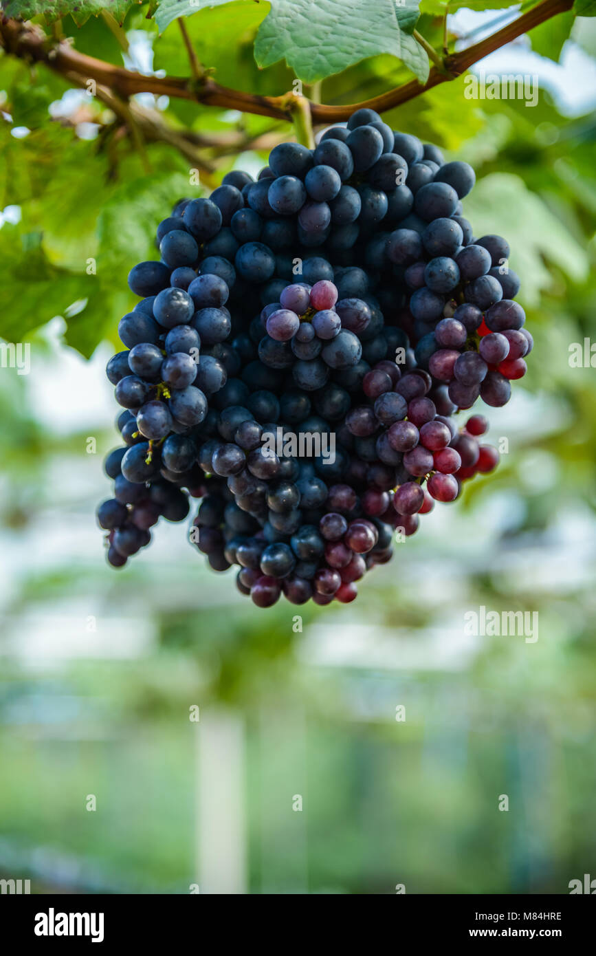 Bunch of red grapes with its branch in the grape farm Stock Photo - Alamy