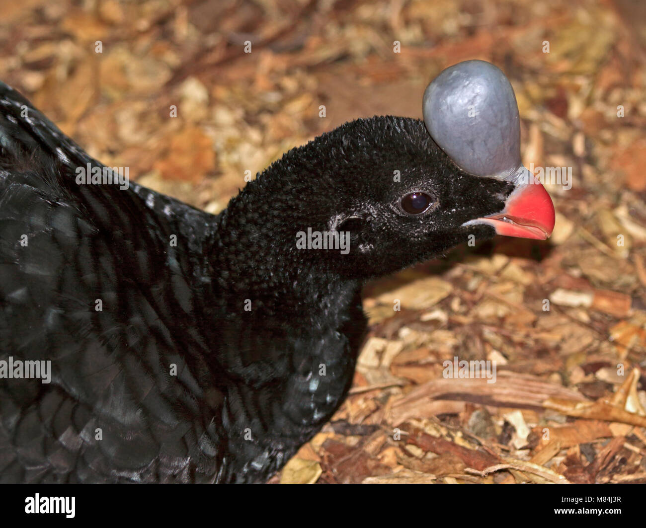 Helmeted curassows hi-res stock photography and images - Alamy