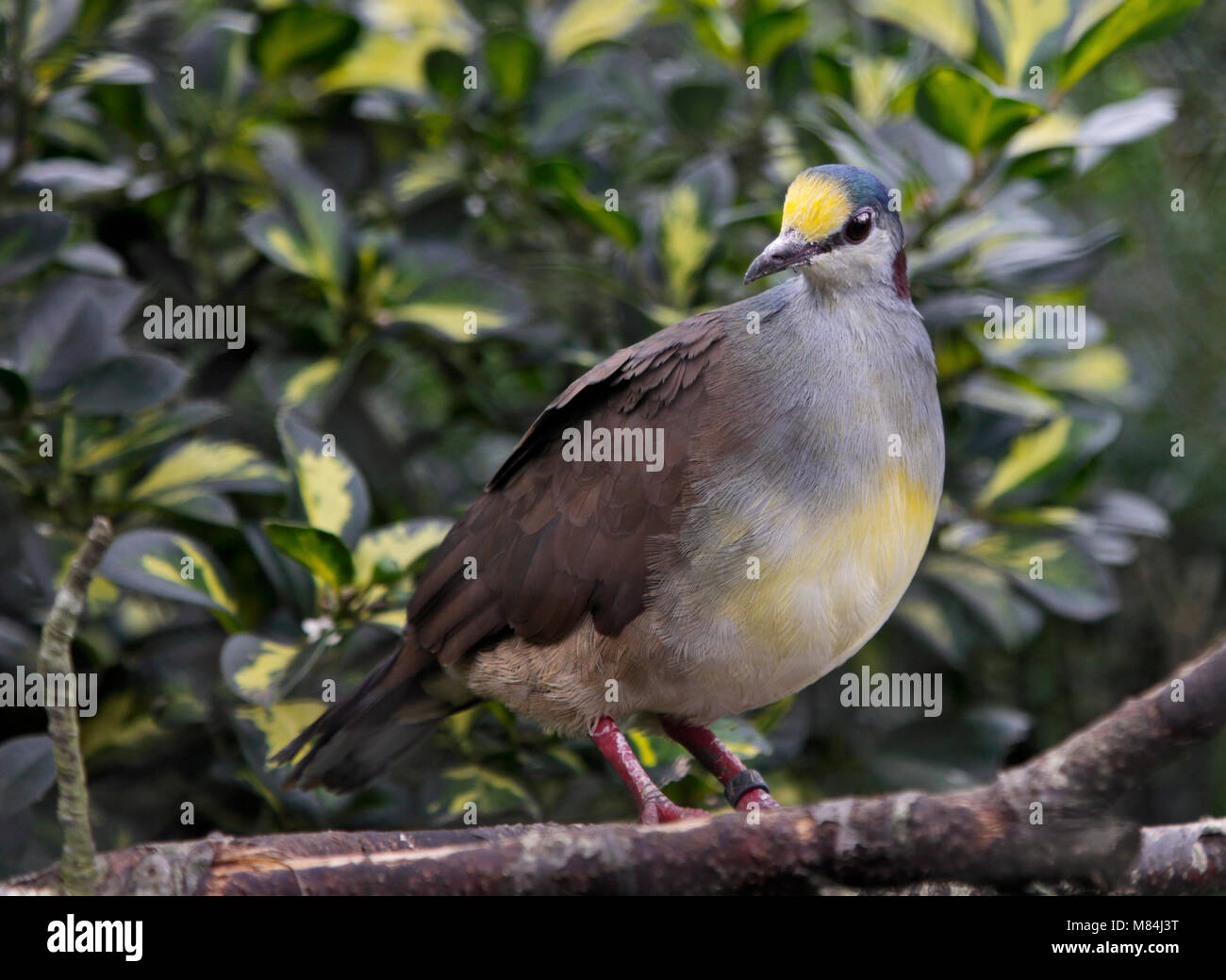Gallicolumba tristigmata hi-res stock photography and images - Alamy