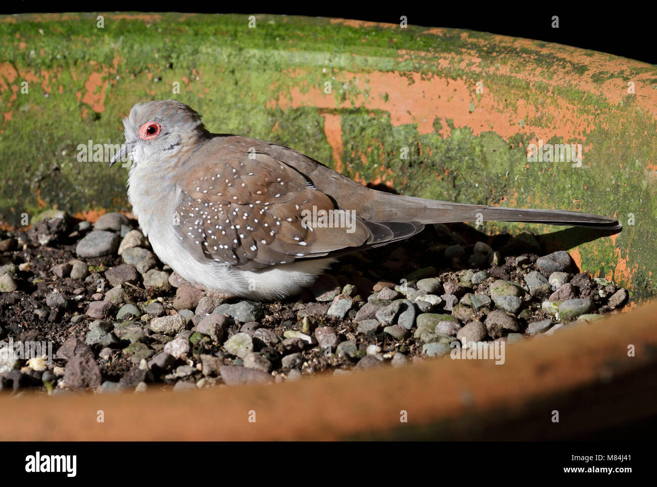 Diamond Doves Laying Eggs