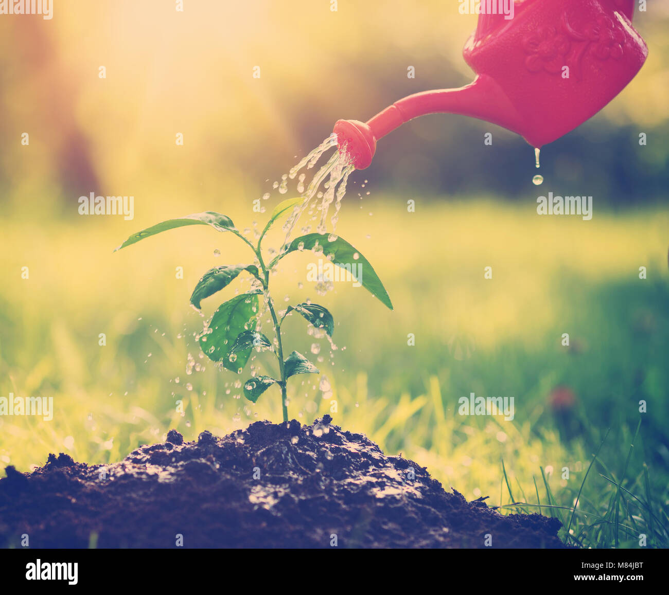 Water drops falling onto new sprout on sunny day in the garden in ...
