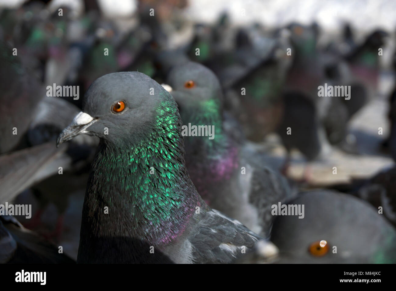 large flock of pigeons on the ground closeup bottom view Stock Photo ...