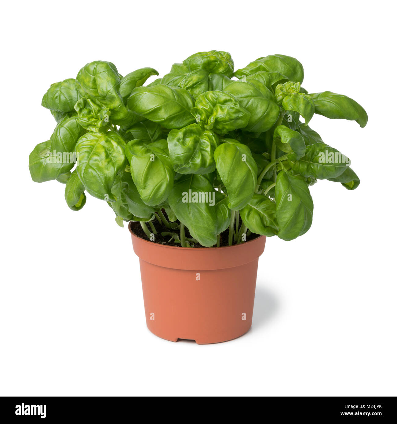 Plastic pot hi-res stock photography and images - Alamy