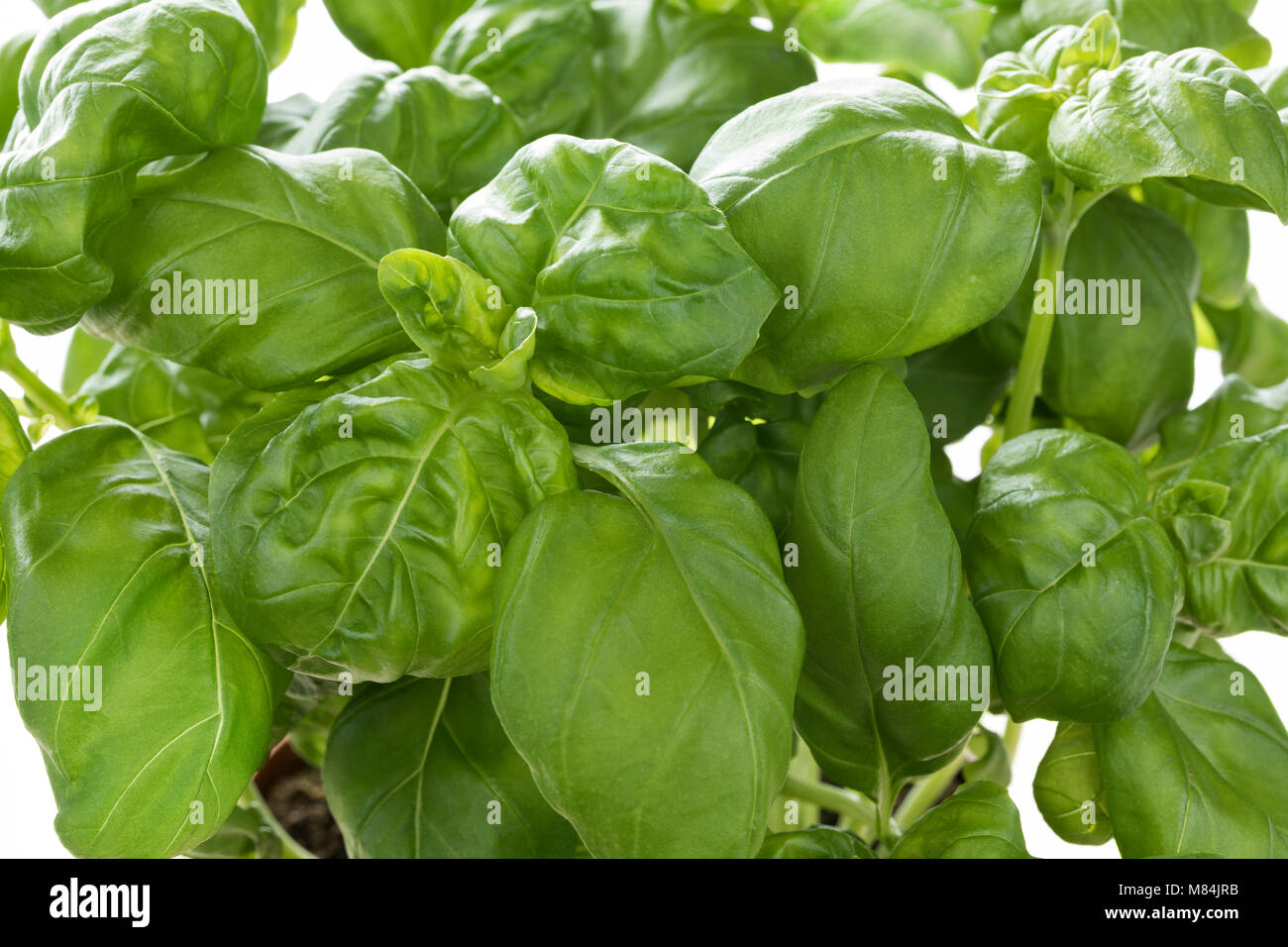 Basil green leaves hi-res stock photography and images - Alamy