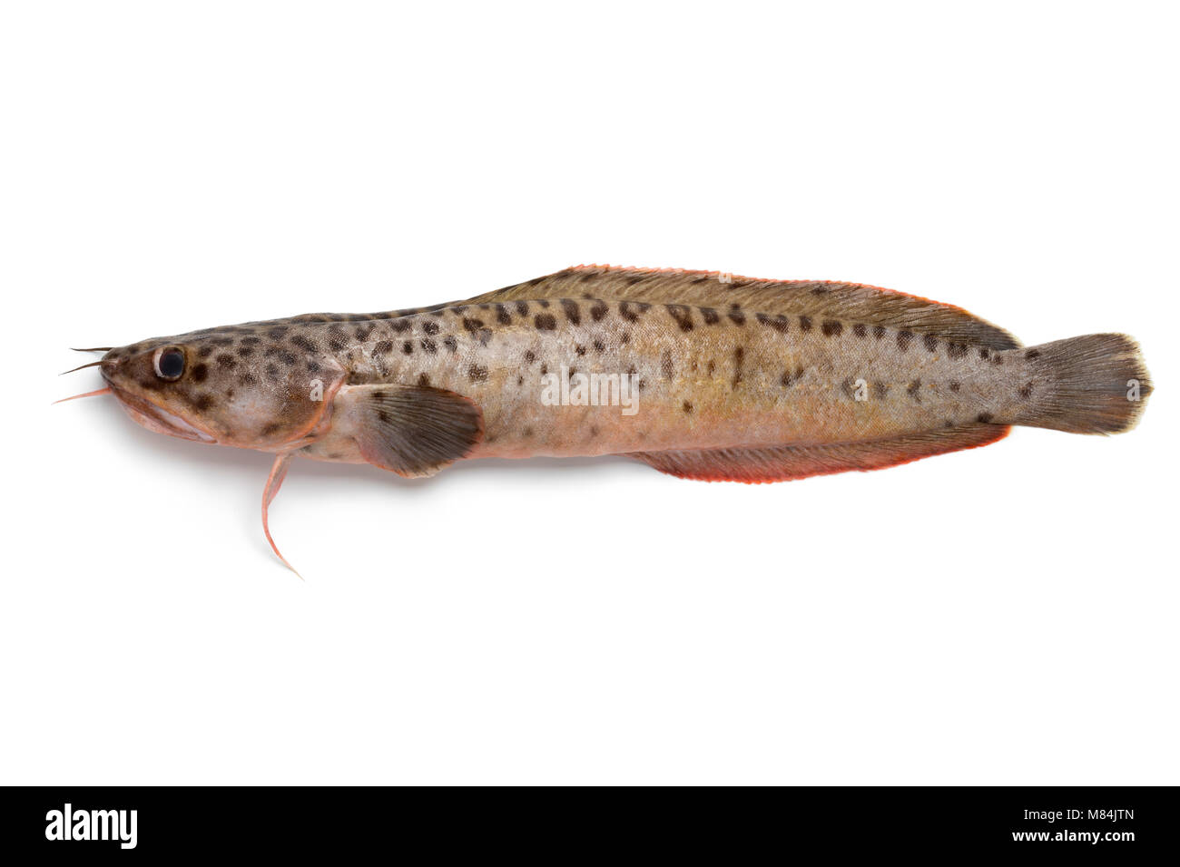 Single spotted wolffish isolated on white background Stock Photo - Alamy