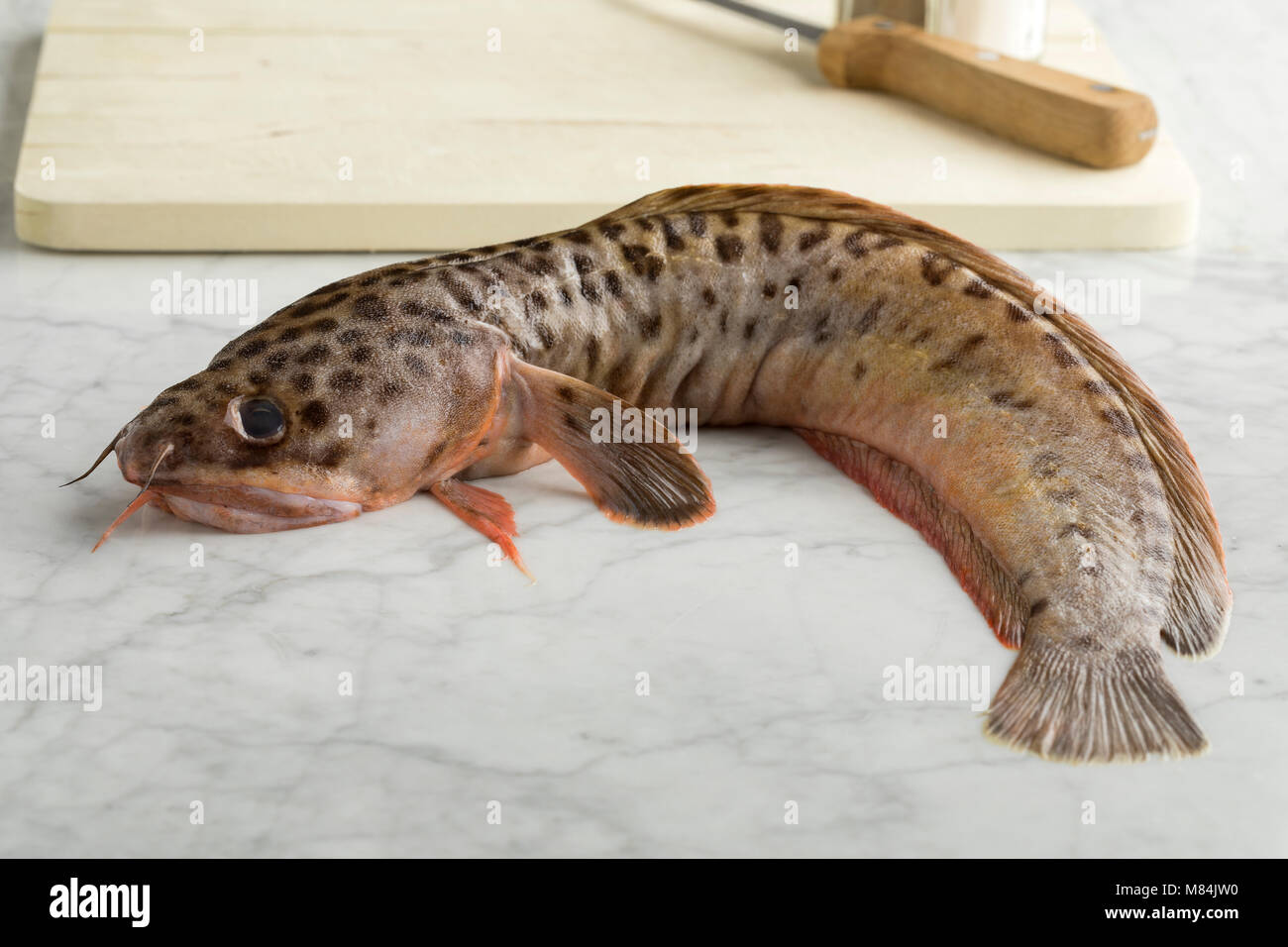 Single fresh raw spotted wolffish Stock Photo - Alamy