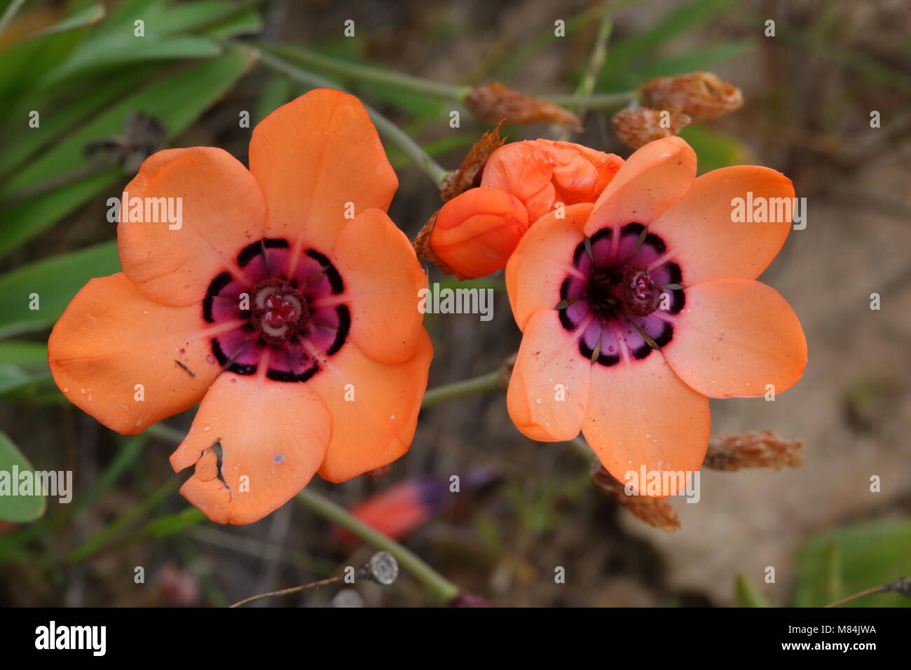 Sparaxis hi-res stock photography and images - Alamy