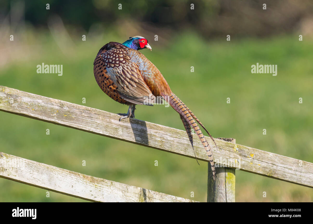 Male pheasant hi-res stock photography and images - Alamy
