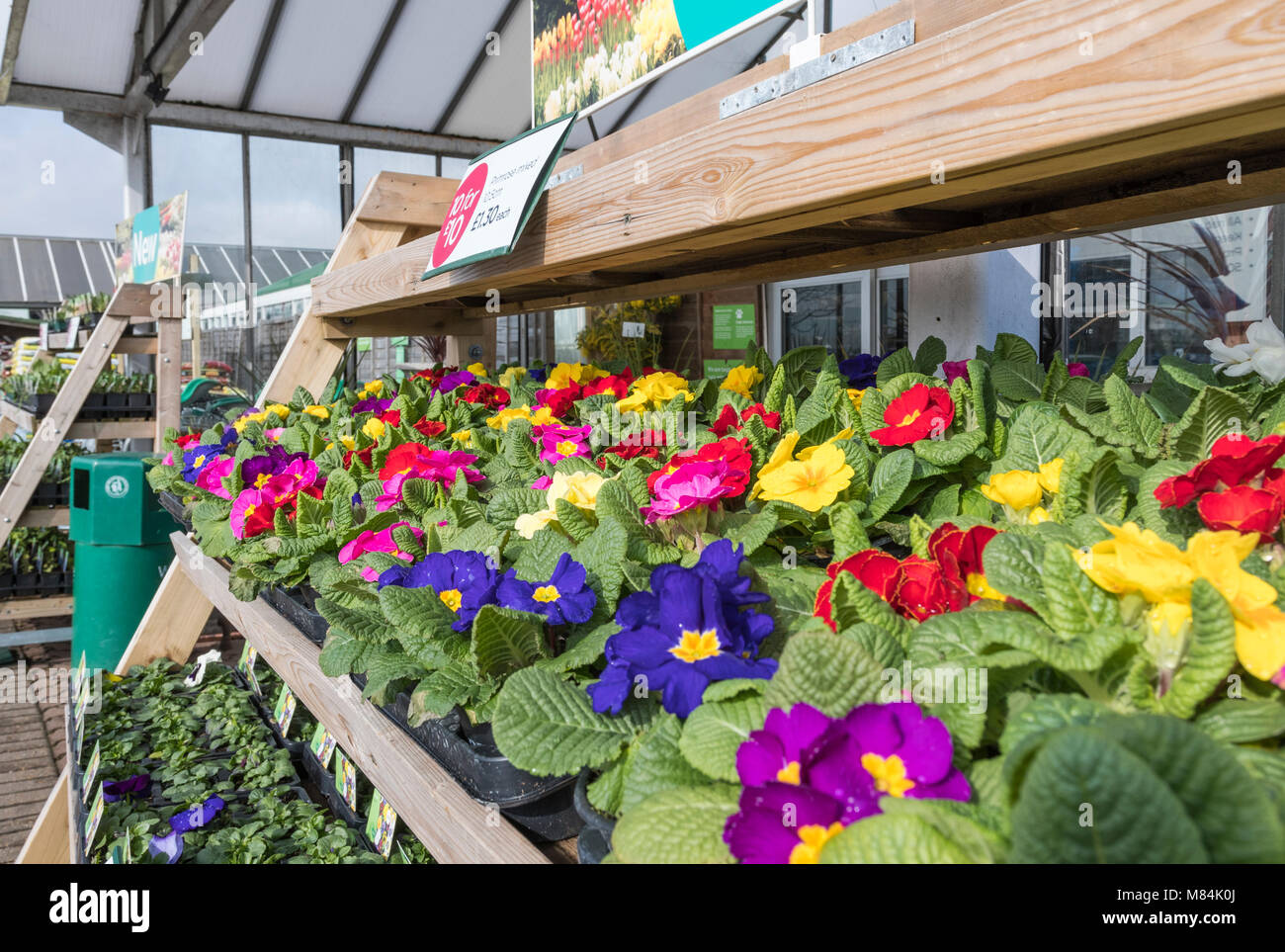 Primrose mixed flower display at a garden centre in early Spring in the ...