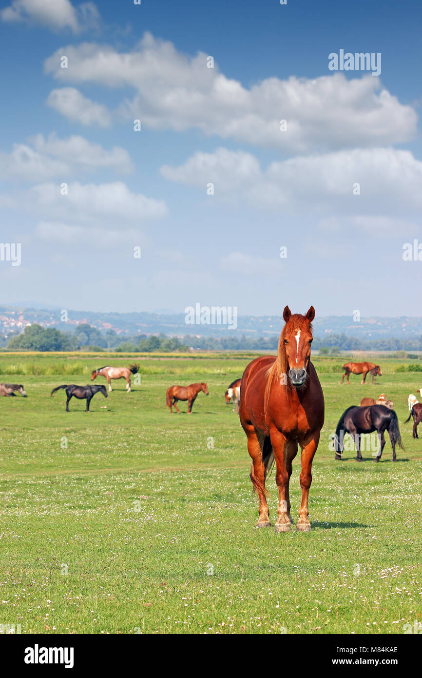 Horses in spring hi-res stock photography and images - Alamy