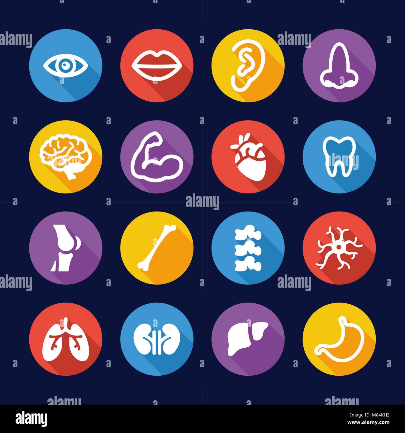 Human Anatomy Icons Flat Design Circle Stock Vector Image & Art - Alamy