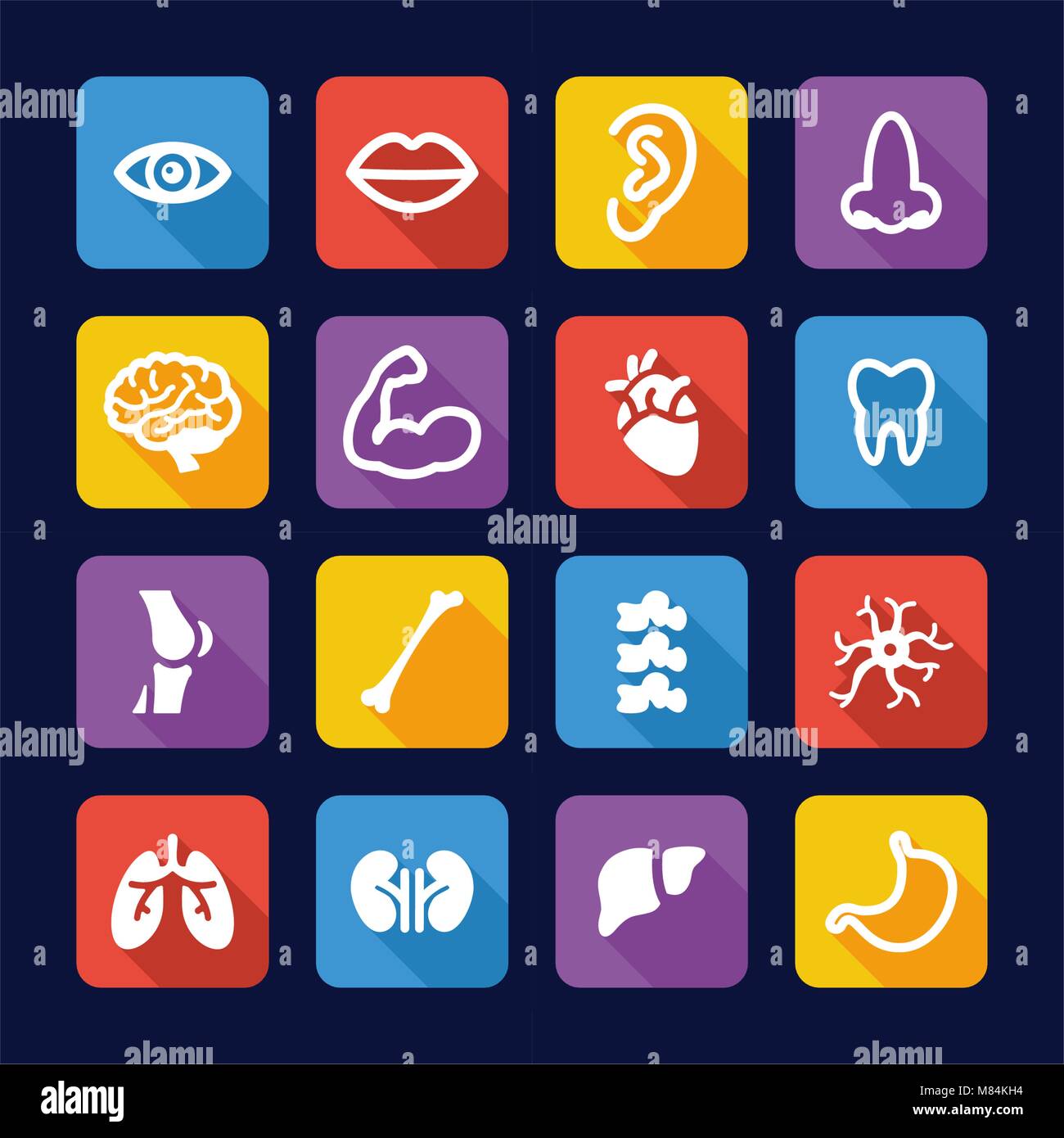 Human Anatomy Icons Flat Design Stock Vector Image & Art - Alamy