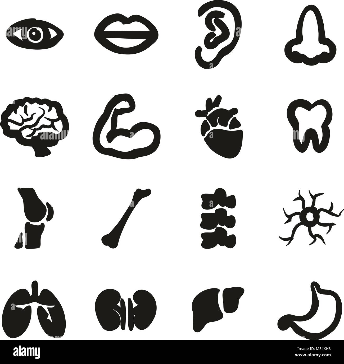 Human Anatomy Icons Freehand Fill Stock Vector Image & Art - Alamy