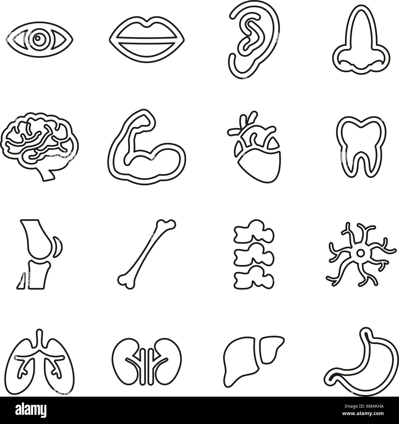 Human Body Parts High Resolution Stock Photography and Images - Alamy