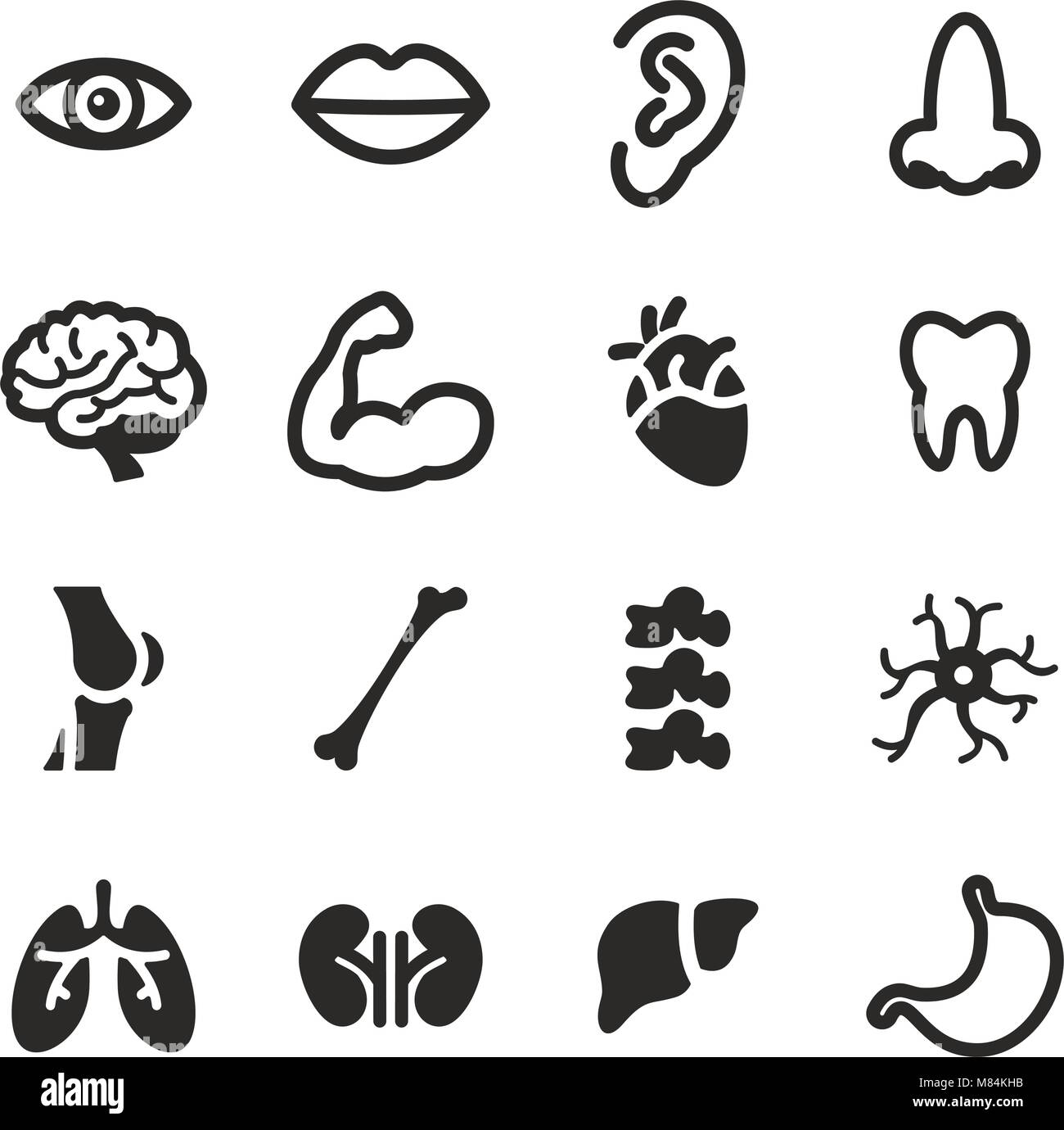 Human Anatomy Icons Stock Vector Image & Art - Alamy