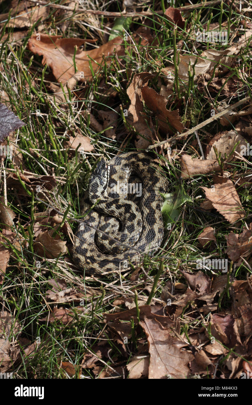 Male Common European Adder or viper, vipera berus, basking Stock Photo ... Male Common European Adder or viper, vipera berus, basking Stock Photo ...