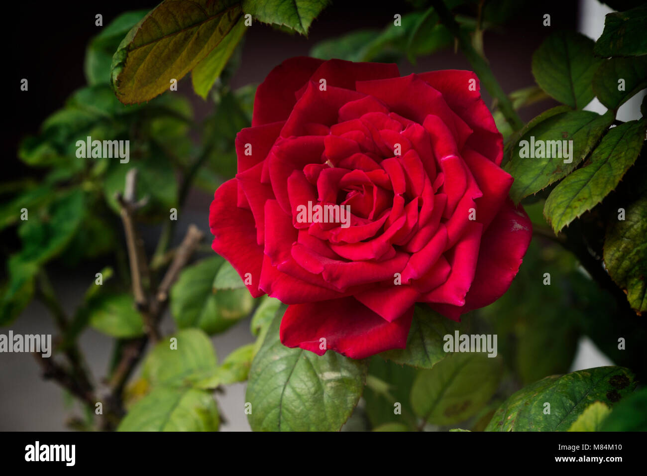 Rose march hi-res stock photography and images - Alamy