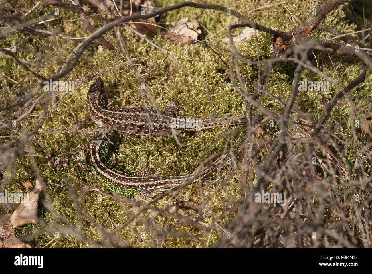 Male and female sand lizards, lacerta agilis, basking Stock Photo - Alamy