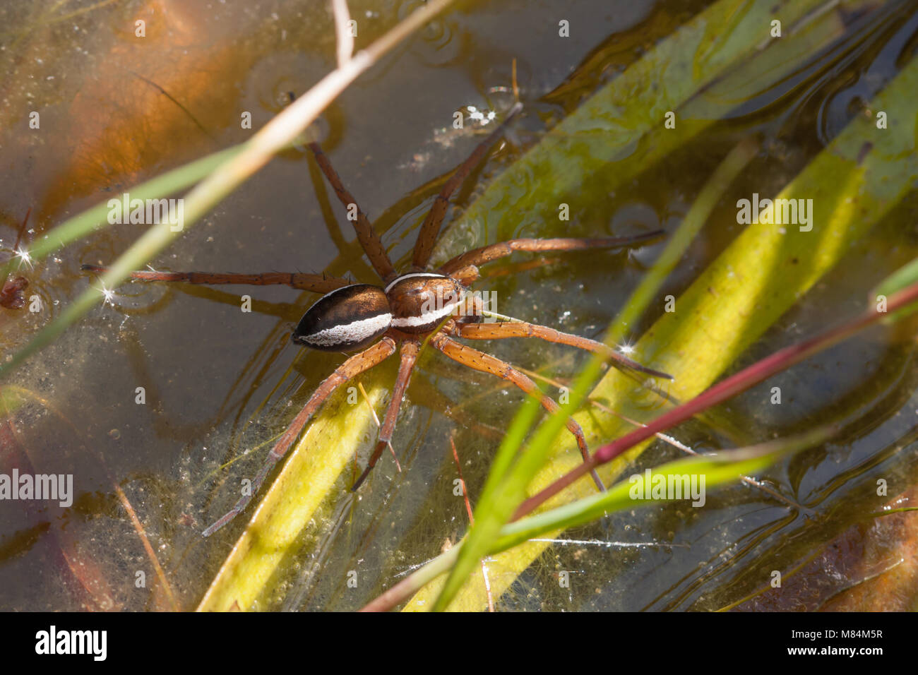 Raft Spider, Dolomedes fimbriatus Stock Photo - Alamy