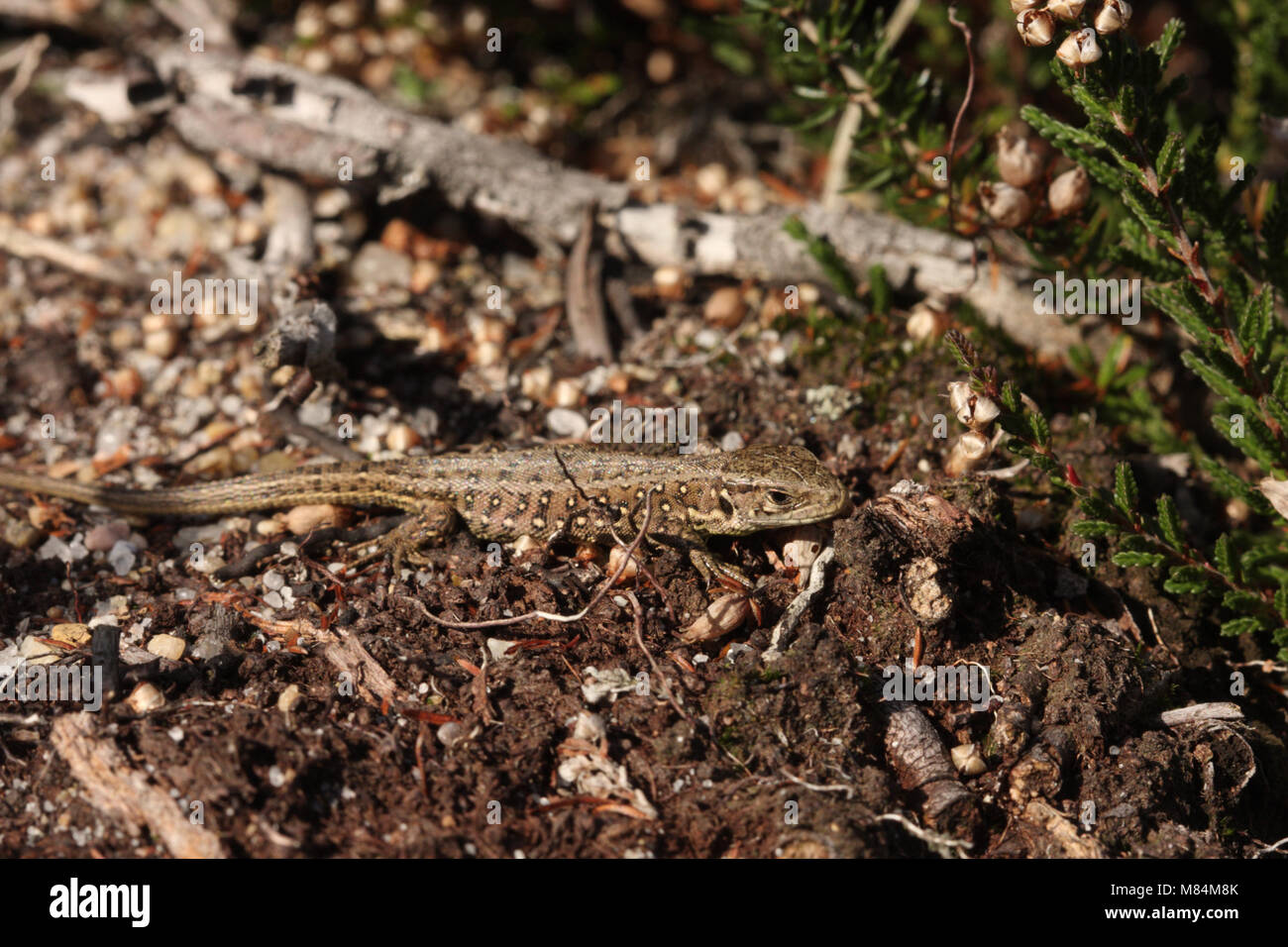 Juvenile sand lizard, photographed under licence Stock Photo - Alamy