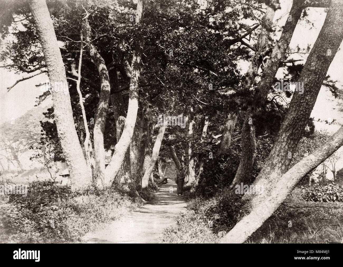 c.1871 Japan - avenue of trees at Homoko (Honmoku?) - from 'The Far ...