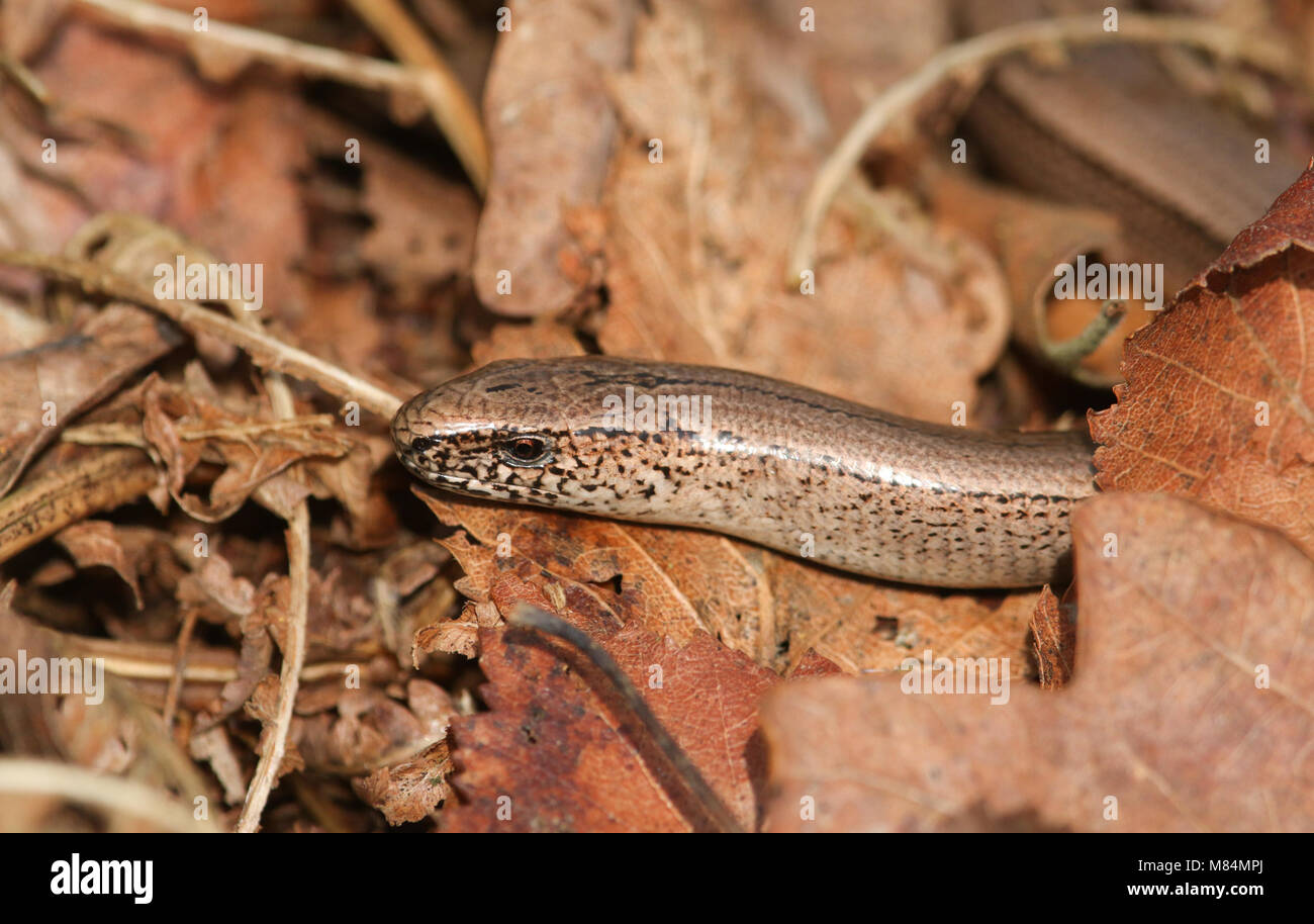 A head shot of a beautiful Slow worm (Anguis fragilis) poking its head ...