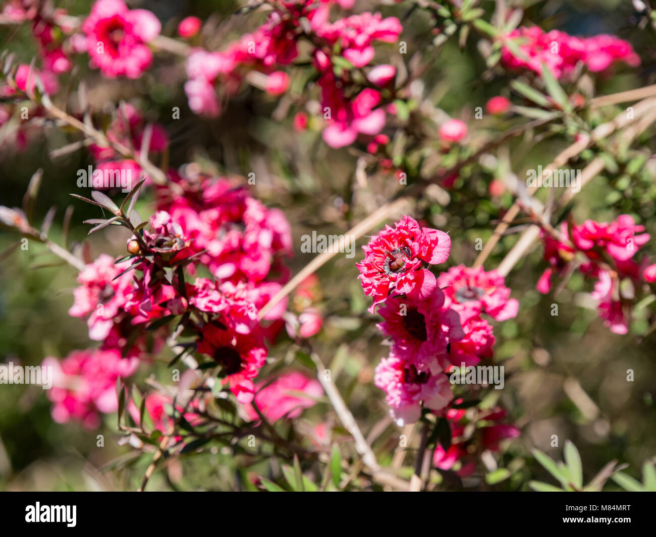 Leptospermum scoparium hi-res stock photography and images - Alamy