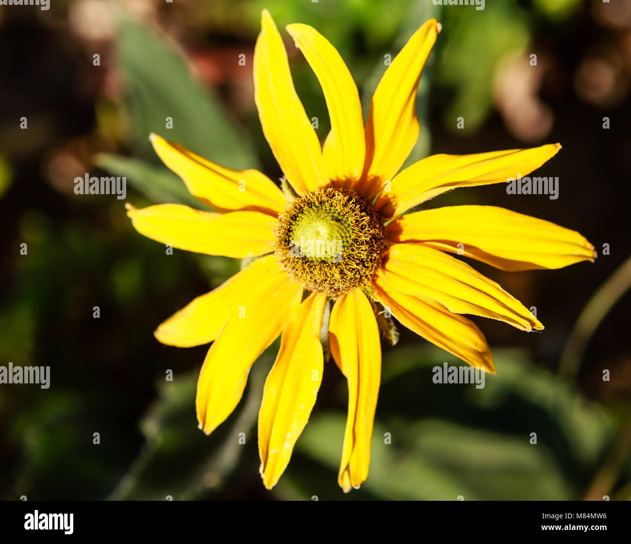 Yellow flower head of rudbeckia Stock Photo - Alamy
