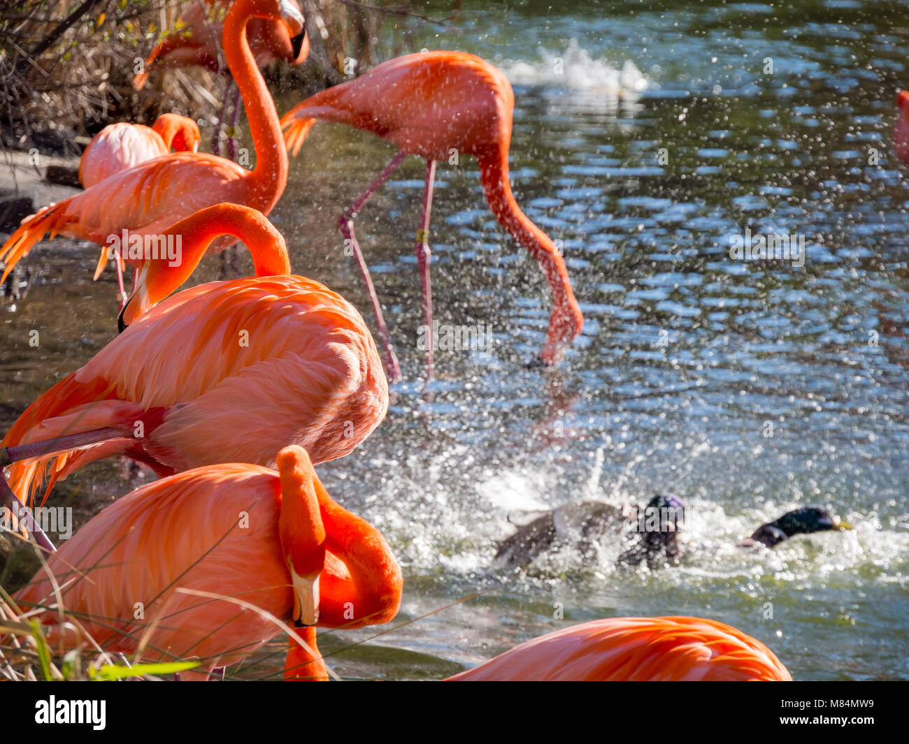 Beautiful red Flamingos living in the pond, Sacramento, California ...