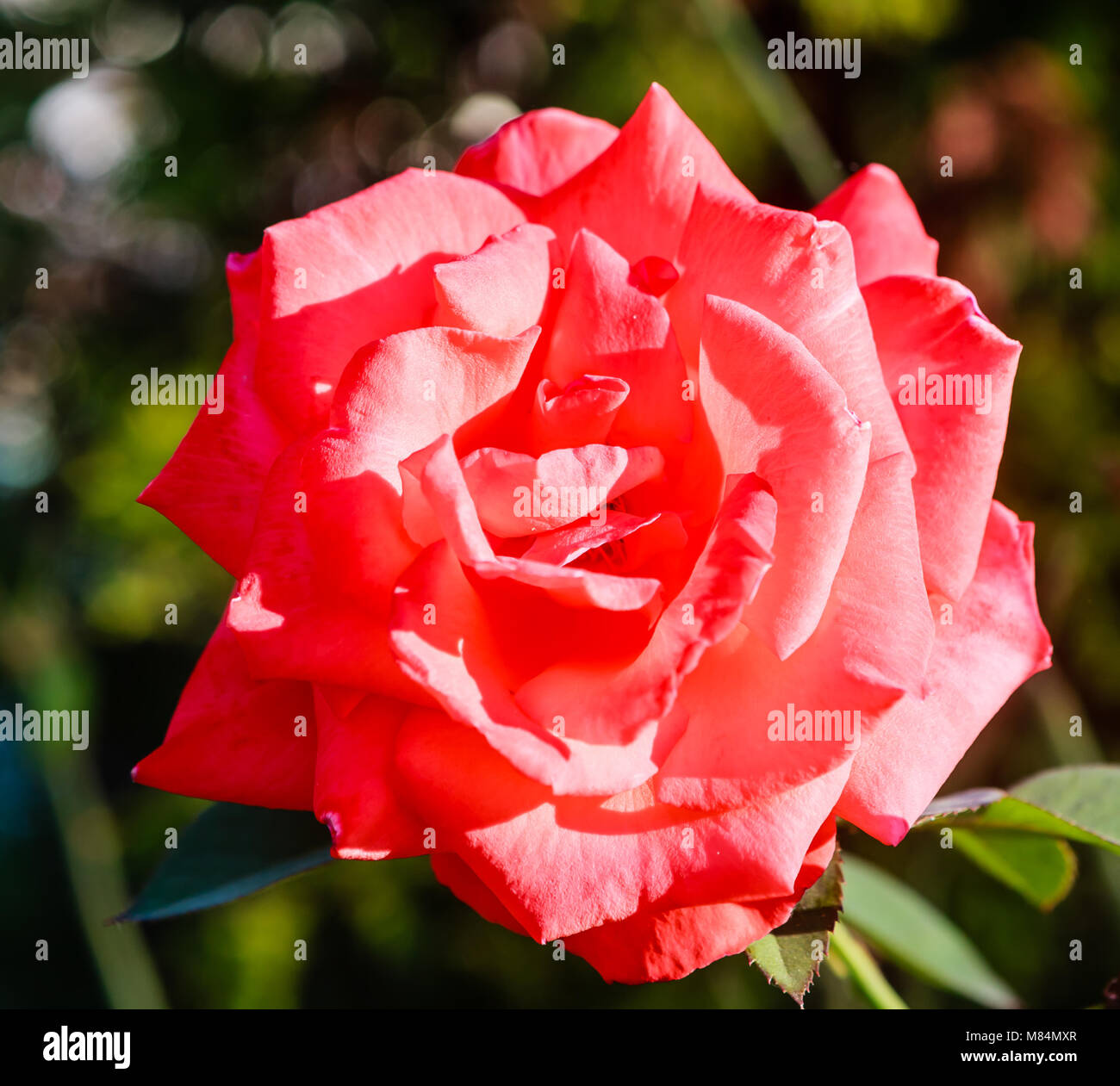 Cultivated ornamental hi-res stock photography and images - Alamy