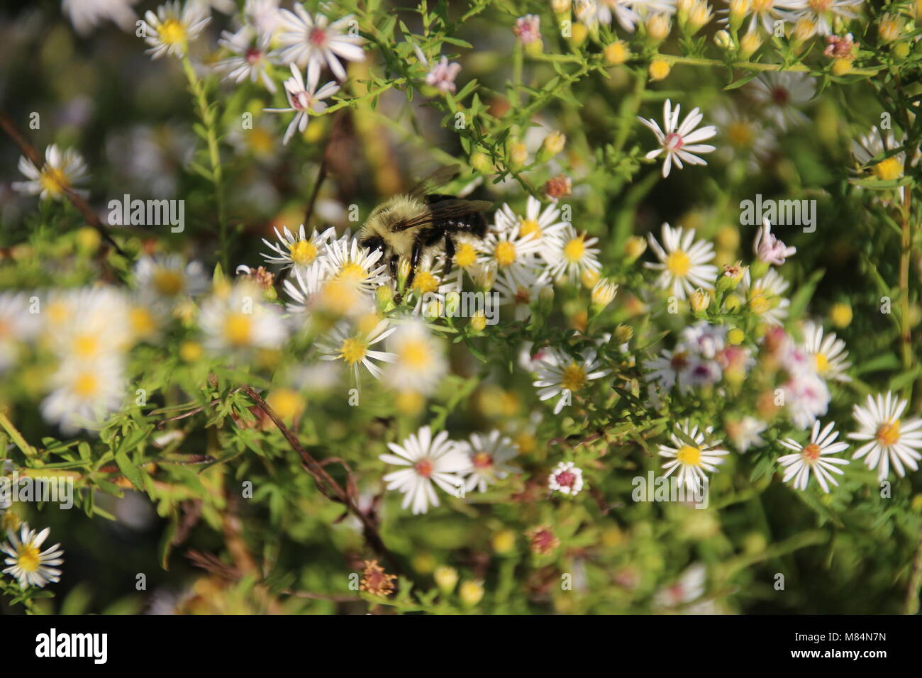 This pollen smells great. Yellow and black Bumblebee checking out sweet ...