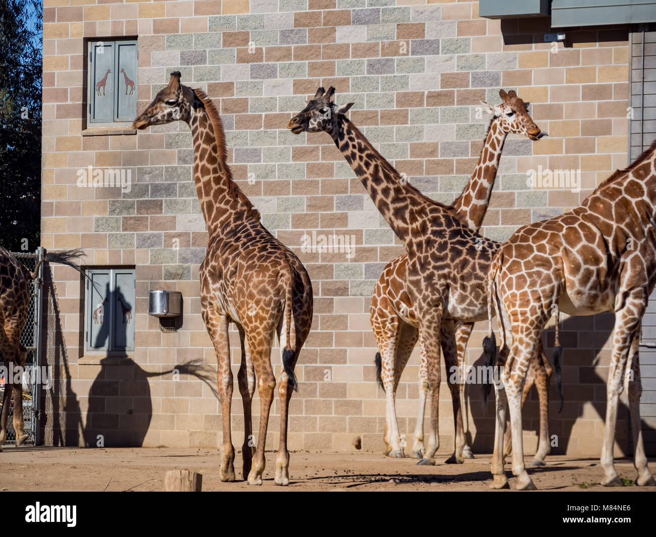 Tall giraffe eating leaves in the Zoo, Sacramento, California Stock ...