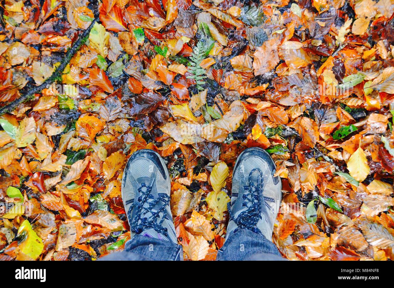 Autumn leaves exploding with colour Stock Photo - Alamy